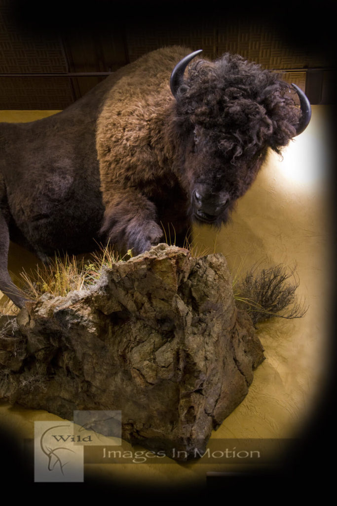 aggressive-bison | Wild Images In Motion