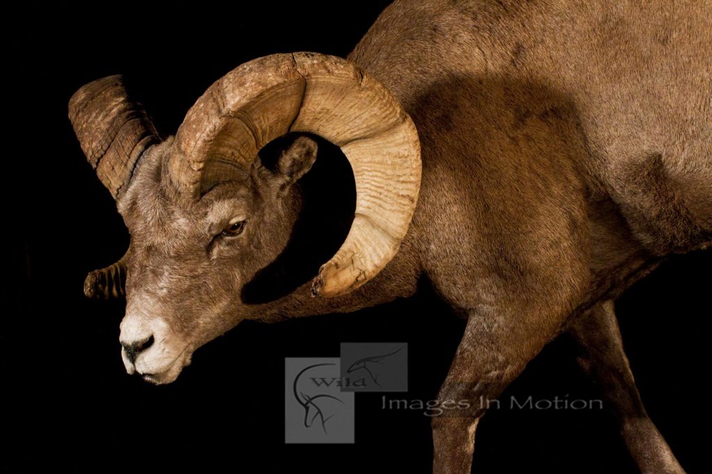 North American Sheep | Wild Images In Motion