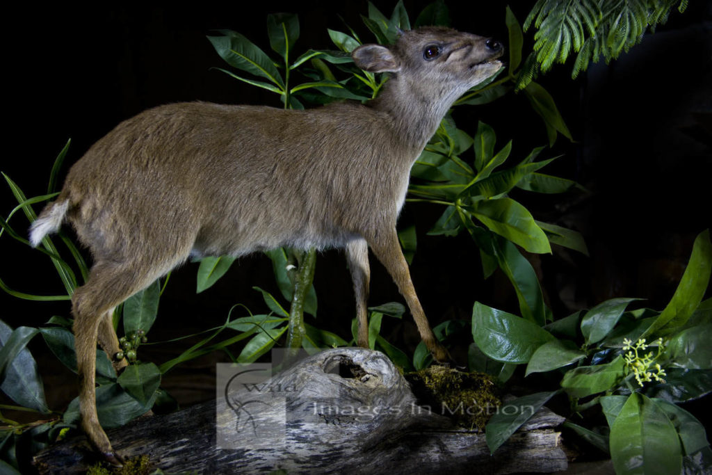 African Small Game Life-size | Wild Images In Motion