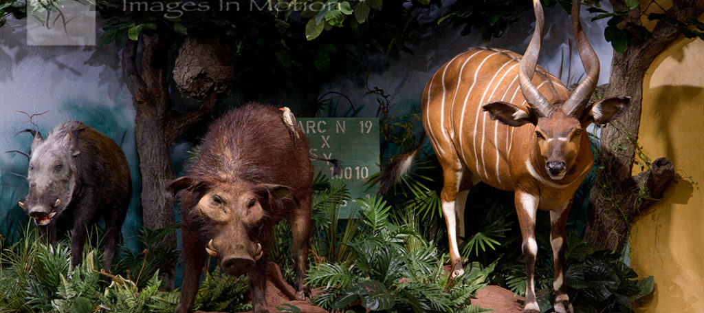 bongo-and-giant-forest-hog-med | Wild Images In Motion