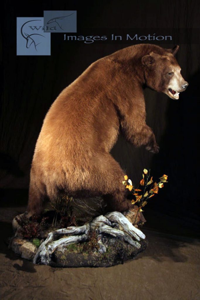 North American Bears | Wild Images In Motion