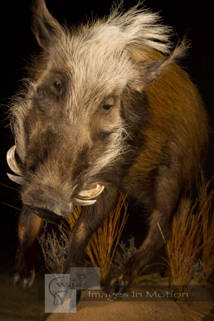 Bushpig-close-up | Wild Images In Motion