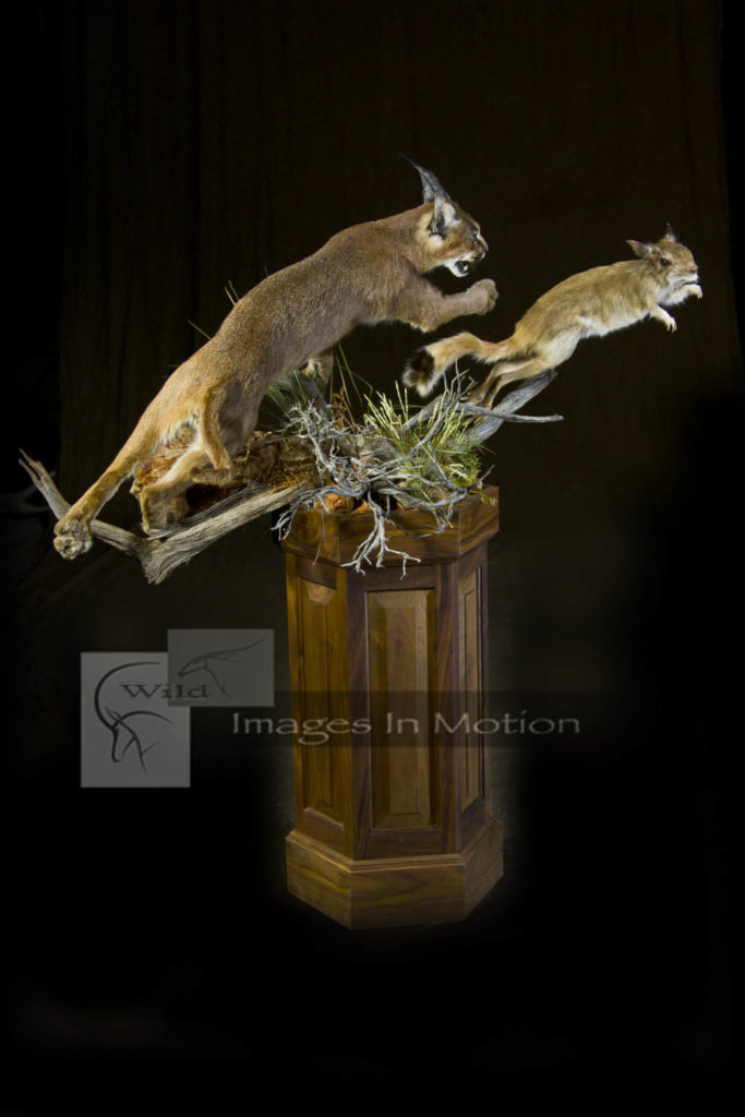 African Small Game Life-size | Wild Images In Motion