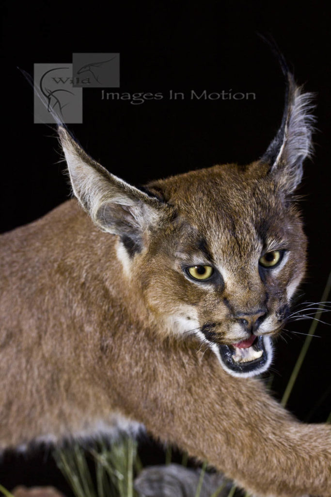 African Small Game Life-size | Wild Images In Motion