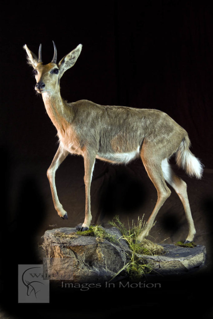 African Small Game Life-size | Wild Images In Motion
