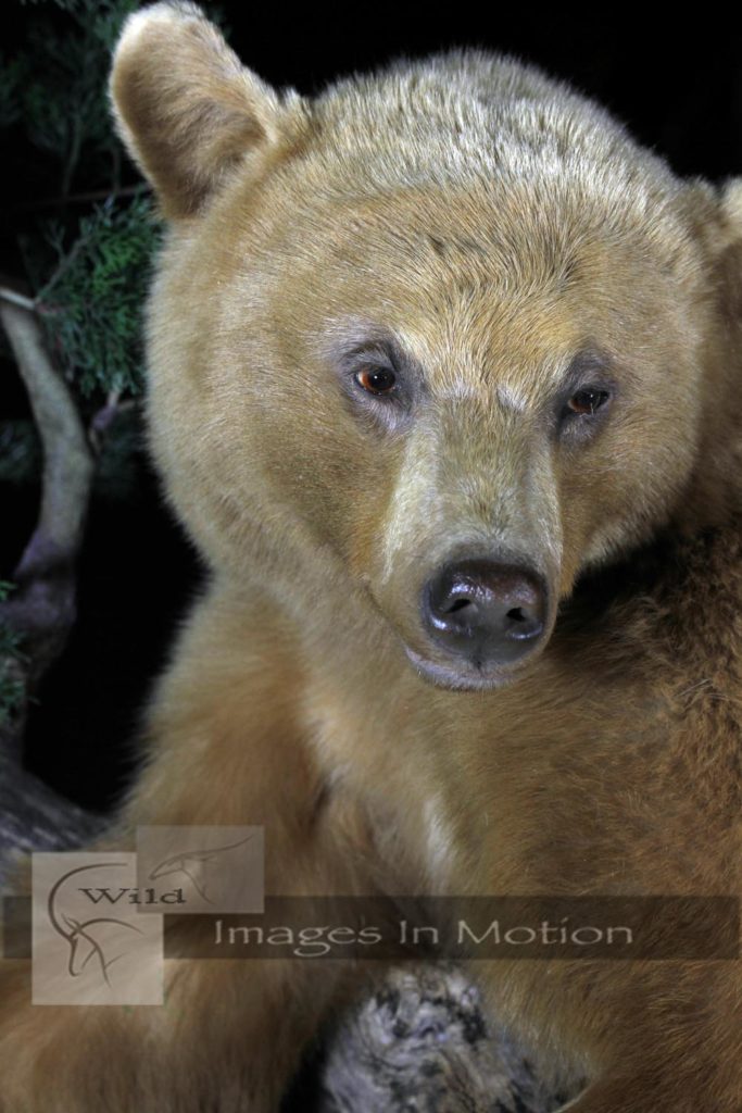 North American Bears Wild Images In Motion