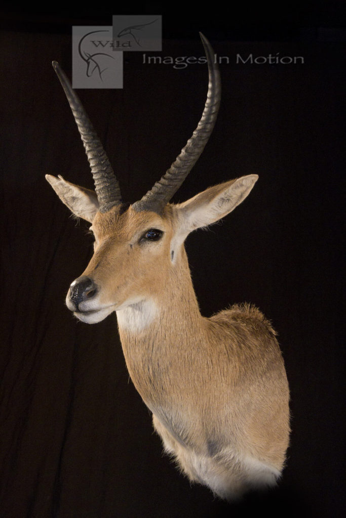 African Plains Game Shoulder Mounts and Pedestals | Wild Images In Motion