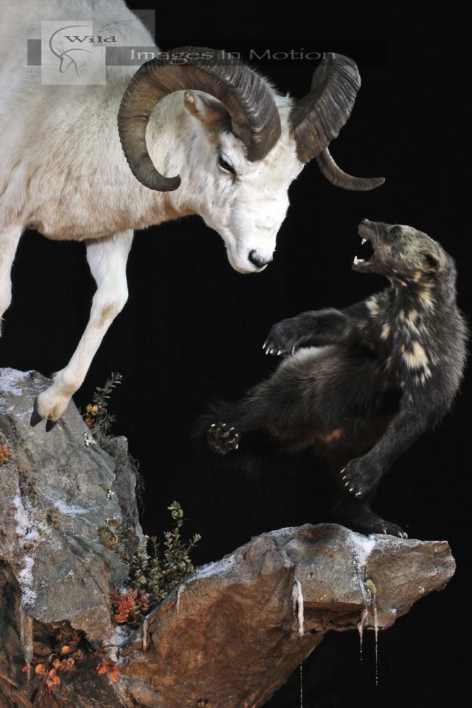 North American Sheep | Wild Images In Motion