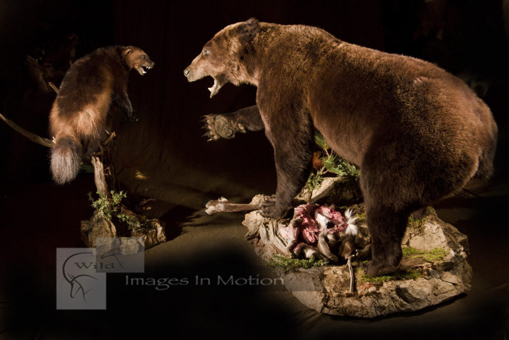 North American Bears Wild Images In Motion