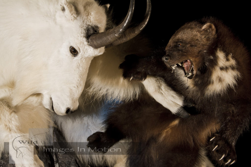 Mountain And Wolverine Fighting Close-up | Wild Images In Motion