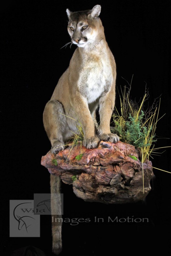 Mountain Lion Sitting | Wild Images In Motion
