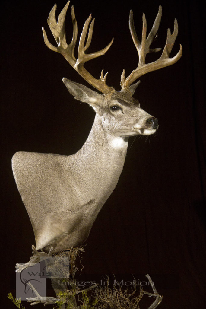 Non-Typical Early Season Mule Deer | Wild Images In Motion