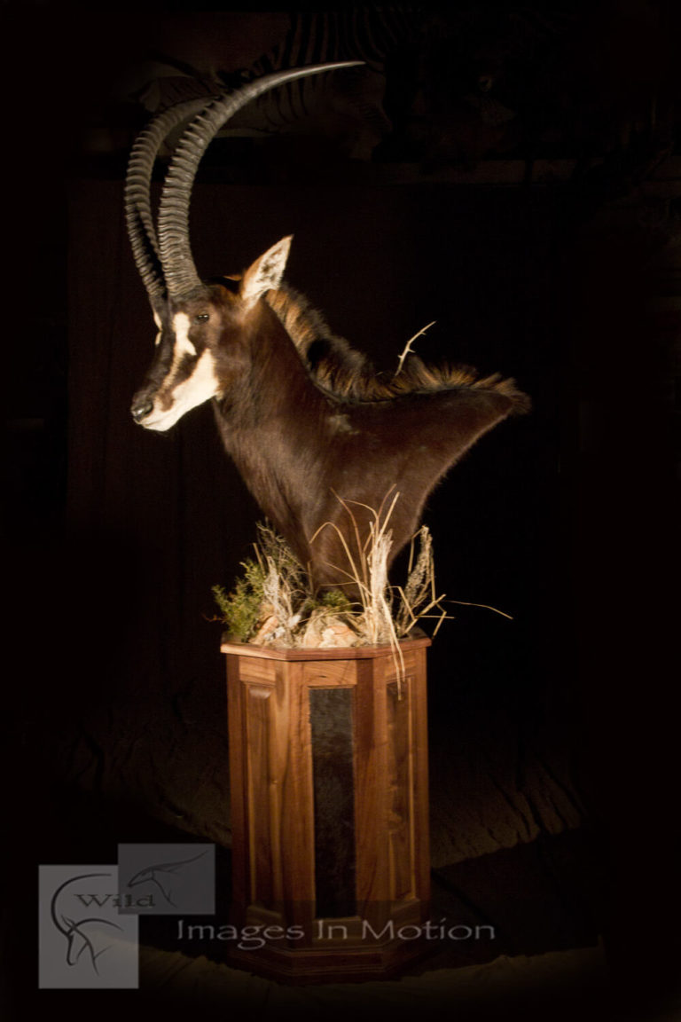 African Plains Game Shoulder Mounts and Pedestals | Wild Images In Motion