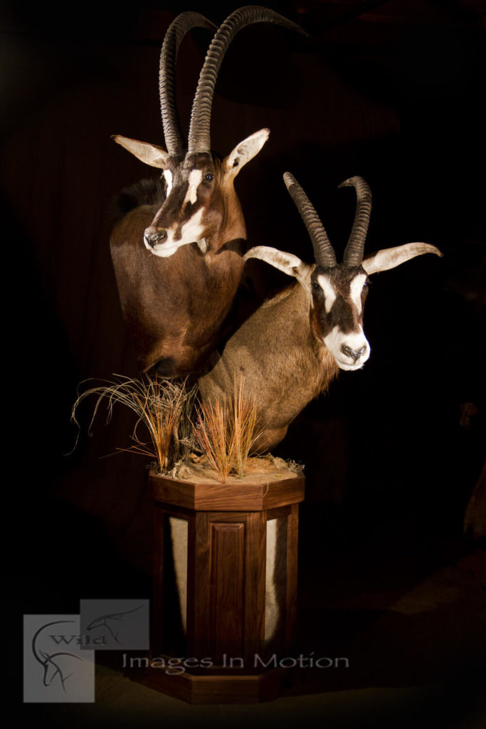African Plains Game Shoulder Mounts and Pedestals | Wild Images In Motion