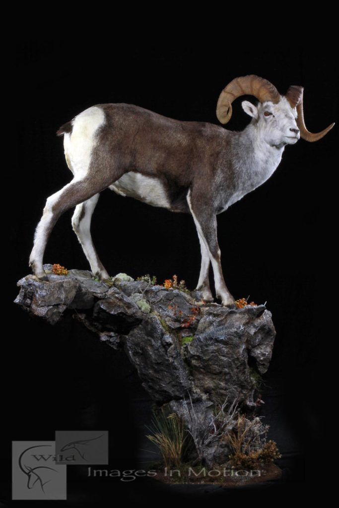 Stone Sheep | Wild Images In Motion