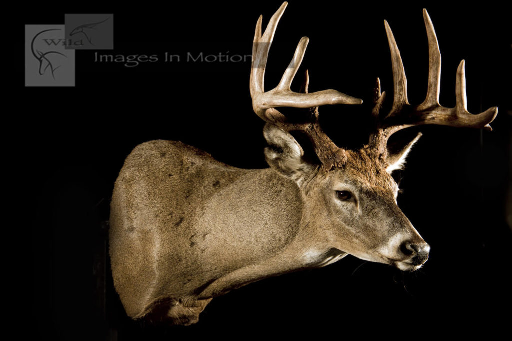 North American Whitetail Deer Shoulder Mounts | Wild Images In Motion