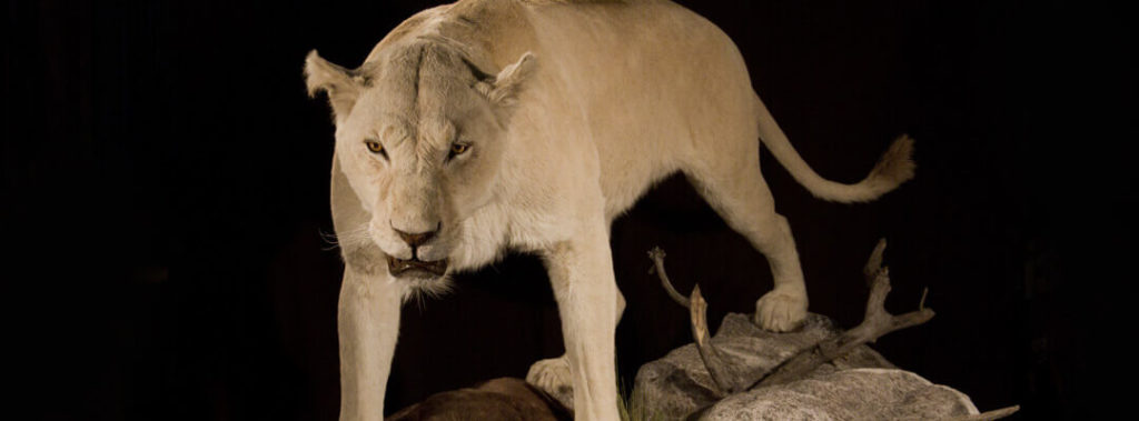 header-white-lioness | Wild Images In Motion